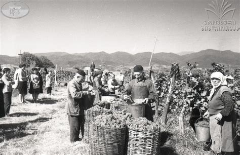 Iverieli რთველი კახეთში ფოტო თელავის ისტორიული მუზეუმის არქივიდან