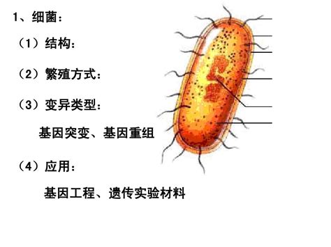 大肠杆菌解剖图 千图网