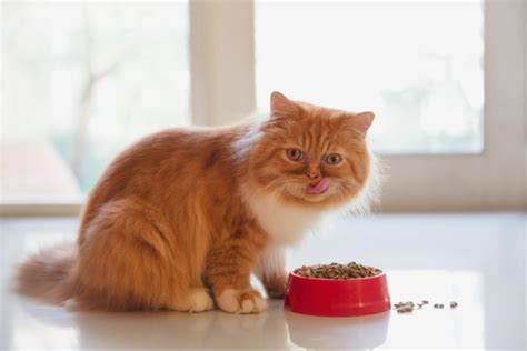 Can You Mix Wet And Dry Cat Food 4 Dos And Donts For Mixing Cat Foods Hepper