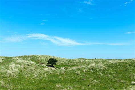 구름이 낀 푸른 하늘 아래 나무가 있는 풀이 무성한 모래 언덕 0명에 대한 스톡 사진 및 기타 이미지 0명 경관 구름 Istock