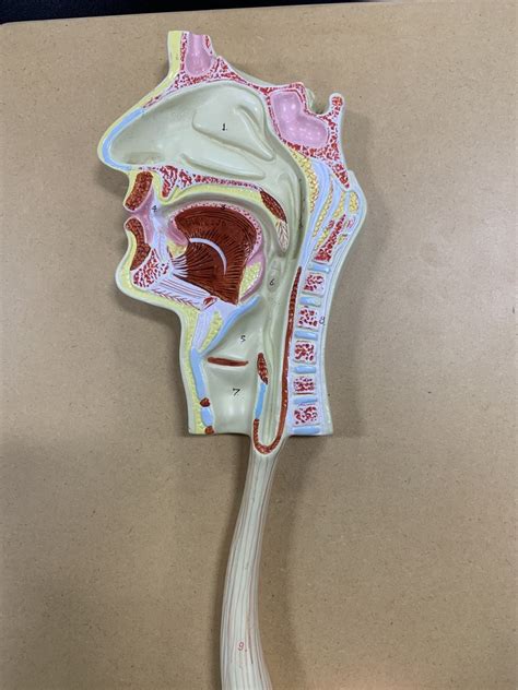 Lab Exam 8 Diagram Quizlet