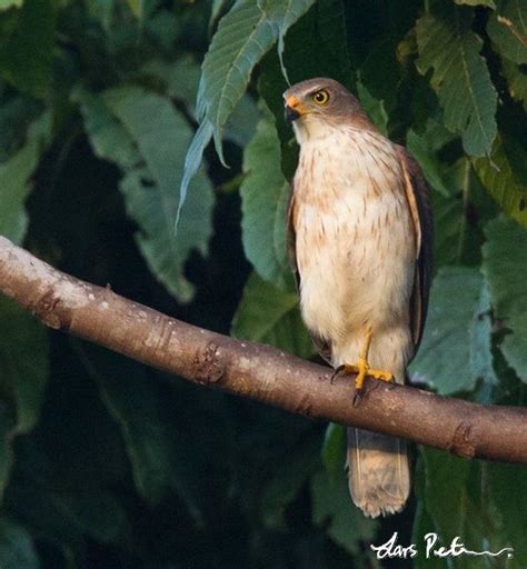 Variable Goshawk Alchetron The Free Social Encyclopedia
