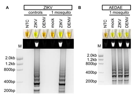 Video Reverse Transcription Loop Mediated Isothermal Amplification Rt Lamp Assay For Zika Virus