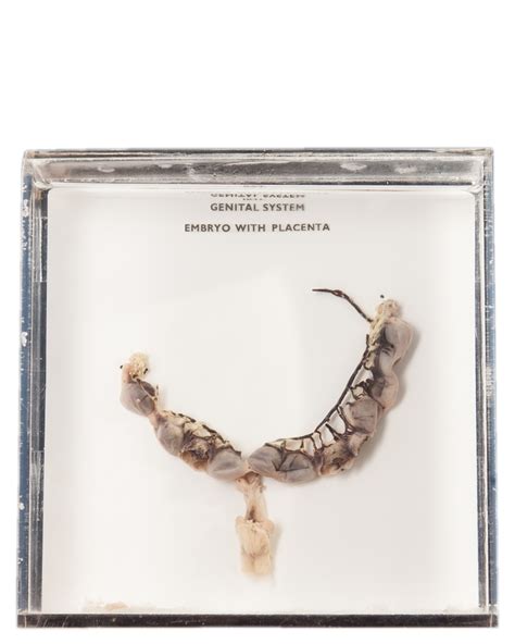 Taxidermy Rat Genital System