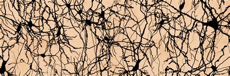 Computational Connectomics Group