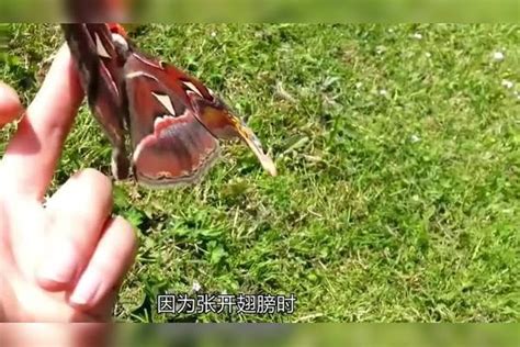 盘点世界上最奇特的昆虫！说好的不许成精呢奇特昆虫盘点