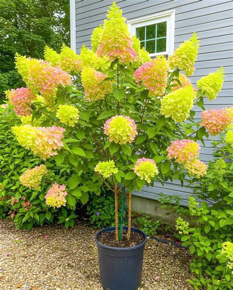 Inspired Hydrangea Tree Hydrangea Paniculata The Hydrangea Tree Also