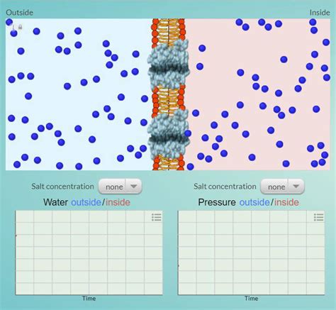 Equilibrium And Osmosis Osmosis Definition Osmotic Pressure