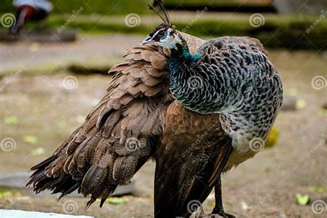 Female Peacock Sleeping Stock Image Image Of Cover 280717315