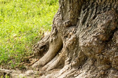 Premium Photo Deformed Trunk Tree