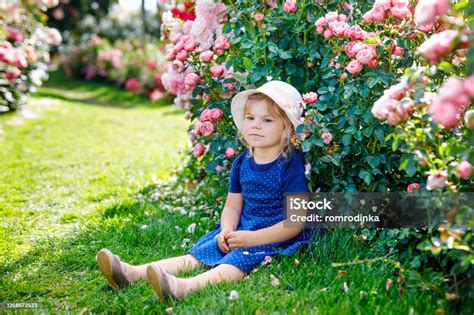 꽃 장미 정원에서 어린 유아 소녀의 초상화 귀여운 아름다운 사랑스러운 아이는 여름 화창한 날에 공원에서 장미와 꽃과 재미를 행복한 웃는 아기 공원에 대한 스톡 사진 및 기타