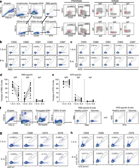 Flow Cytometry A Gating Strategy For Phenotyping Gating Was On Download Scientific Diagram