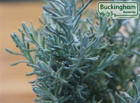 Curry Plant Dwarf Helichrysum Italicum Microphyllum Herbs Herbs Buckingham Nurseries Ltd