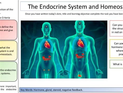 The Endocrine System And Homeostasis Grade 9 Teaching Resources