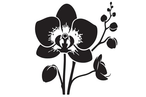 Mejor Orquídea Foto 48123994 Vector En Vecteezy