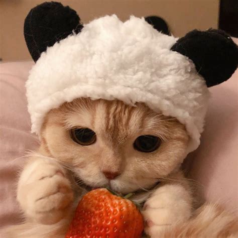 Hình ảnh Mèo Cute đáng Yêu ảnh Mèo Dễ Thương Iu Quá đi Metavn