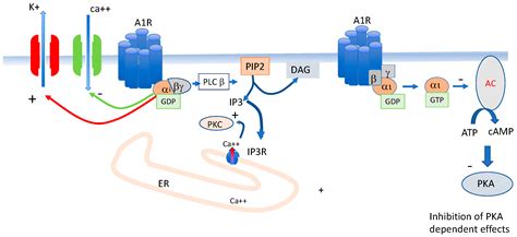 Adenosinergic System And Neuroendocrine Syncope What Is The Link