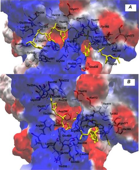 Docking Simulations Between Helicase And Rna Substract A Patient
