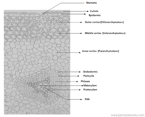 Psilotum Stem Anatomy C S Plant Science 4 U