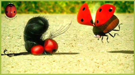Minuscule Ladybug