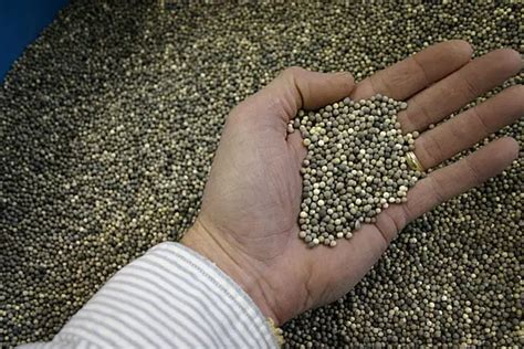 Catalytic Oxidation Process Falmouthproducts