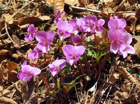 カツラギスミレ 野の花大好き