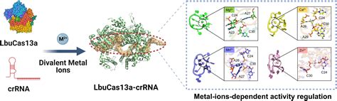 Impact Of Divalent Metal Ions On Regulation Of Trans‐cleavage Activity