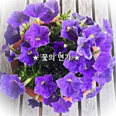 꽃의 연가 너무 쉽게 나를 곱다고만 말하지 말아 주세요 한 번의 피어남을 위해 이토록 안팎으로 몸살 앓는 나를 남들은