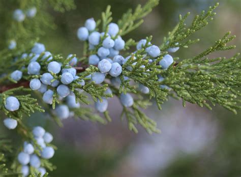 Juniper Tree Wallpapers Top Free Juniper Tree Backgrounds