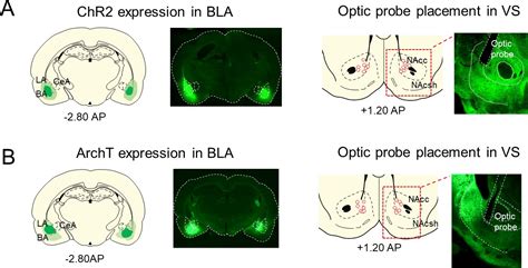 Figures And Data In Divergent Projections Of The Prelimbic Cortex