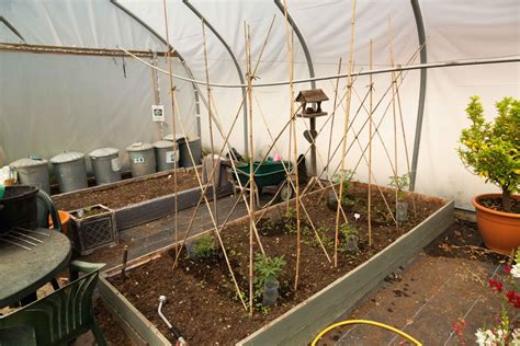 Staking And Tying Thrive