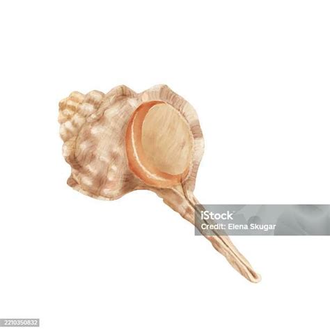 조개 껍질 Murex Haustellum 디지털 수채화 일러스트 줄무늬가 있는 둥근 조개껍데기로 흰색 배경에 고립되어 있습니다 포스터 엽서 월페이퍼 장식 및 인테리어
