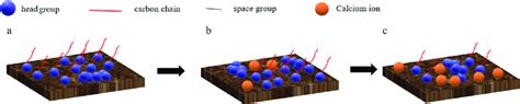 Schematic Of Surfactant Adsorption With The Increasing Salt Download Scientific Diagram