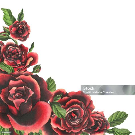녹색 잎과 새싹이 있는 빨간색검은색 장미 꽃 세련되고 밝고 아름답습니다 손으로 그린 수채화 그림입니다 템플릿 장식 및 디자인을 위해 흰색 배경에 프레임 개화기에 대한 스톡
