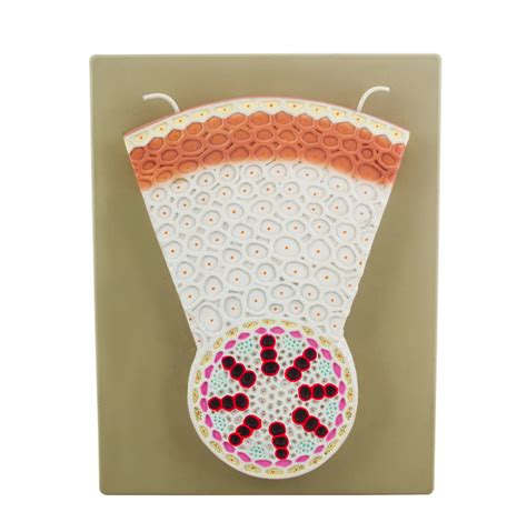 Monocot Root Model Transverse Section Klm Bio Scientific
