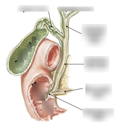 Gi Anatomy Extrahepatic Biliary System Diagram Quizlet