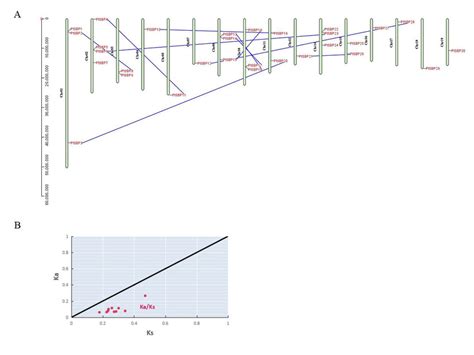 A Analysis Of Gene Segmental Duplication The Distribution Of 30 Sbp