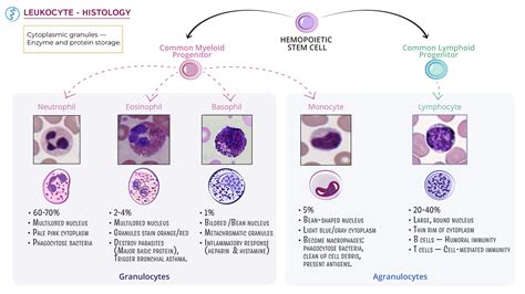 Anatomy Physiology Leukocyte Histology Draw It To Know It