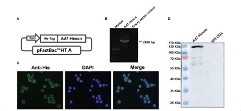 Construction Of Recombinant Baculovirus Carrying The Ad7 Hexon Gene And Download Scientific