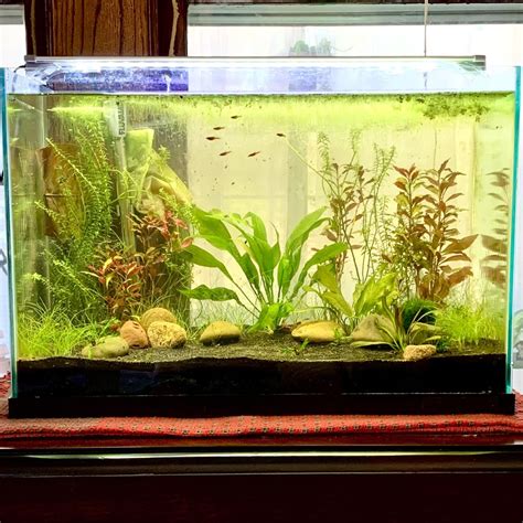 Im Looking For Chili Rasbora People Just Added Some To My Planted 20