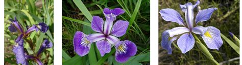 Bp神经网络对鸢尾花的预测结果分析 神经网络鸢尾花分类轩辕的技术博客51cto博客