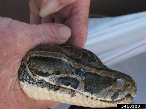 Pythons Genus Python