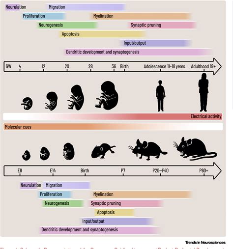 Figure 1 From Prefrontal Cortex Development In Health And Disease