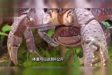 陆地上最凶猛的螃蟹巨大的钳子能掰开椰子夹断海鸟翅膀 钳子 海鸟 椰子