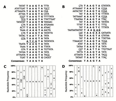 Determination Of The Nkx31 Consensus Dna Binding Sequence Sequences Download Scientific
