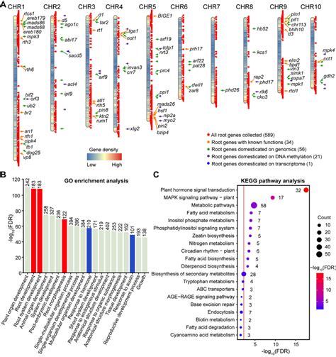 Genomic Distribution And Functional Annotation Of 589 Maize Root Genes Download Scientific