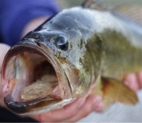 3 5 Largemouth Bass Juveniles Free Shipping Newalla Fish Company