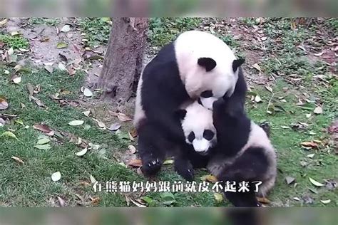 熊猫宝宝3天没挨打，到妈妈面前拉臭臭，下一秒笑翻了熊猫宝宝妈妈