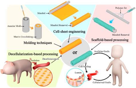 Biofabrication Techniques For Small Diameter Tissue Engineered Vascular Download Scientific