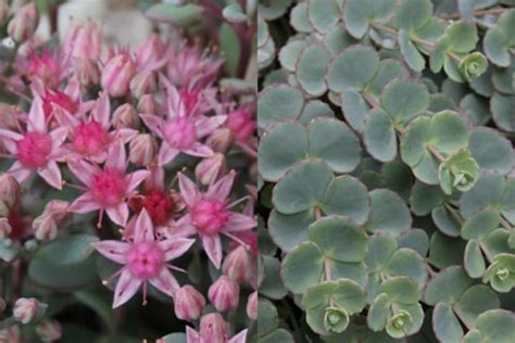 Hylotelephium Sieboldii